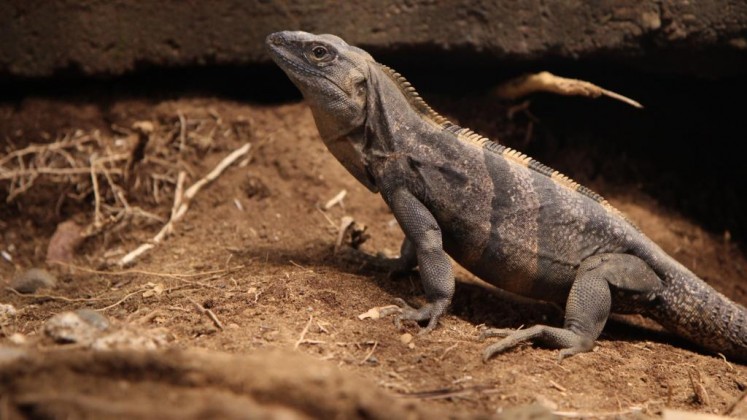 Costa Rica Picture of the Day – Iguana (Lizard) – The Costa Rican Times