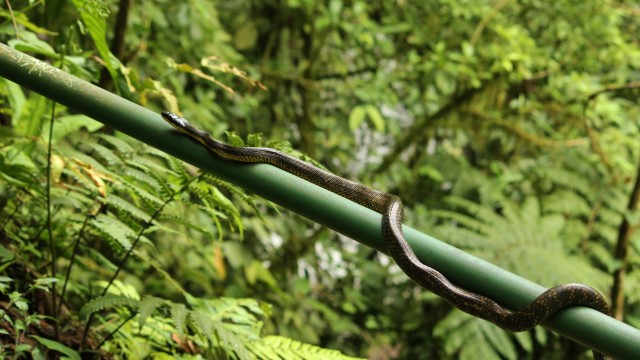 Costa Rica Picture of the Day – Yellow Bellied Snake – The Costa Rican ...