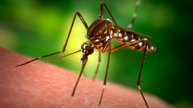 costa rica mosquitoes main – The Costa Rican Times