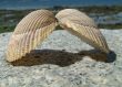 The Mystic Power of Seashells in Ancient & Modern History – The Costa ...