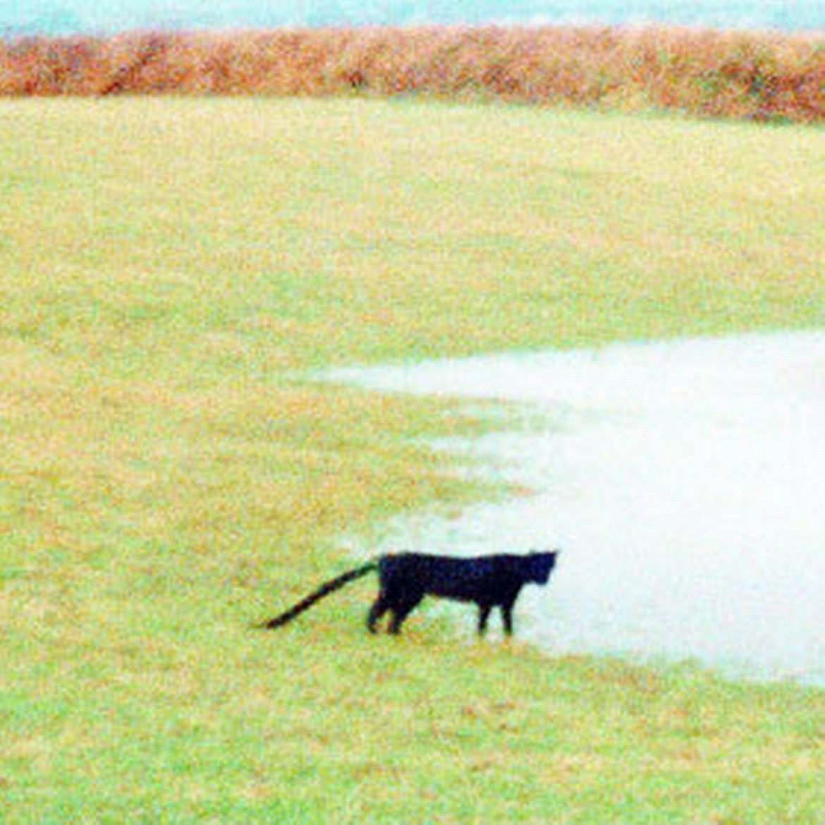 The Beast of Bodmin Moor (ABC) – The Costa Rican Times