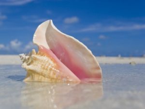 The Mystic Power of Seashells in Ancient & Modern History – The Costa ...