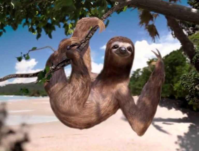 Costa Rica & Talking Sloths – The Costa Rican Times