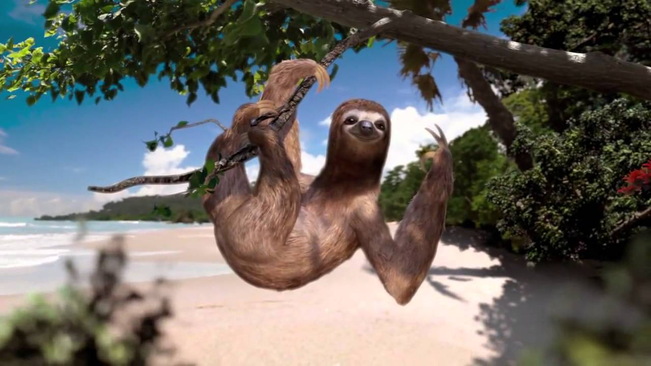 Costa Rica & Talking Sloths | The Costa Rican Times