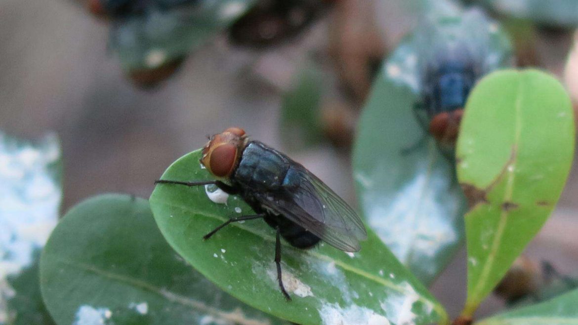 Costa Rica Battles the Invasion of the Flesh-Eating Fly: A State of ...