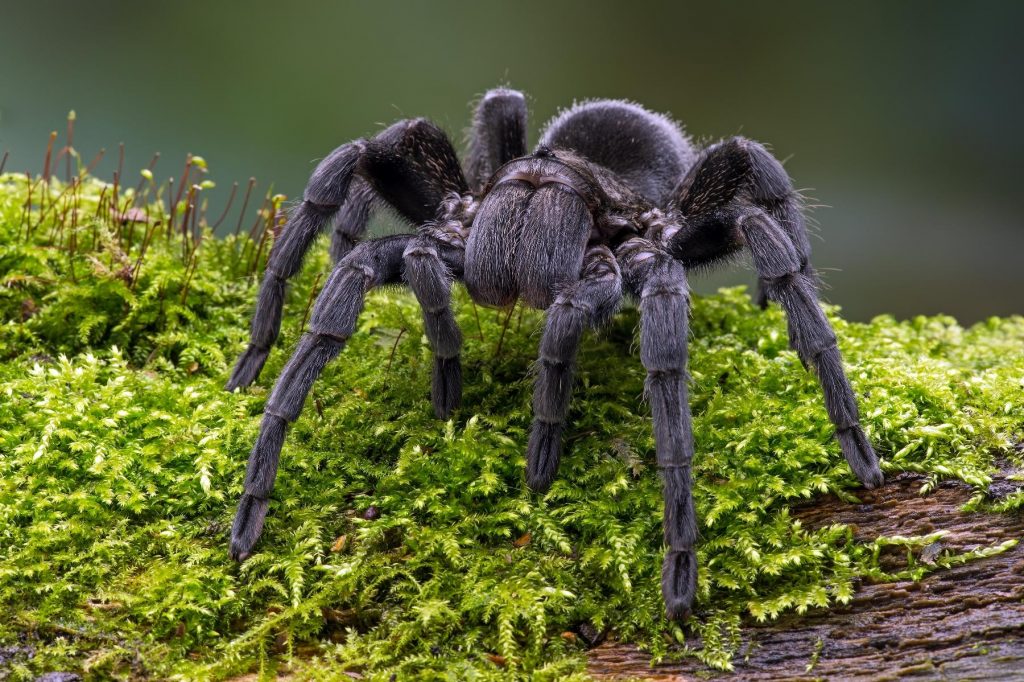 Legends of the Tarantulas – The Costa Rican Times