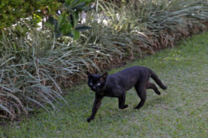black cat costa rica – The Costa Rican Times
