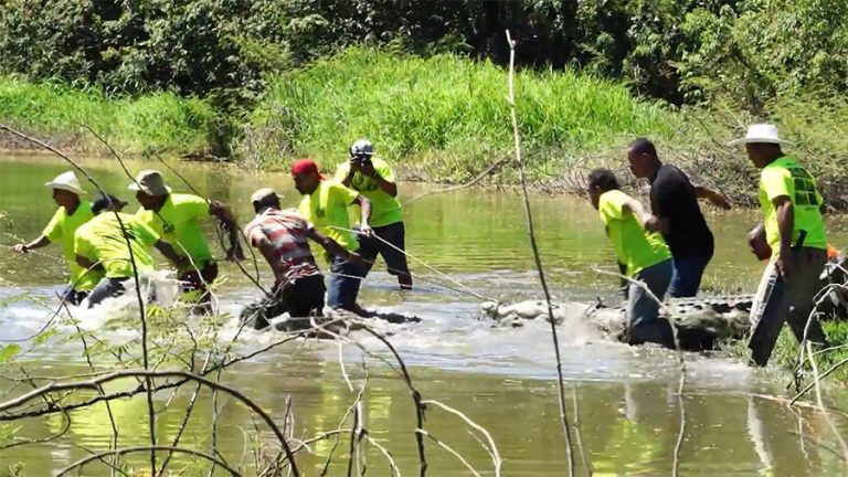 Easter Tradition in Costa Rica; Crocodile Hunting (VIDEO) – The Costa ...