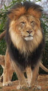 Legends Of Lions – The Costa Rican Times