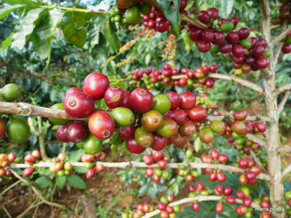 Costa Rica to Lift 30-year Ban on Planting Robusta Coffee – The Costa ...